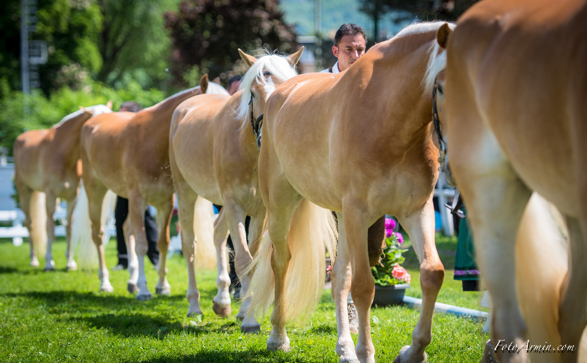 Südtiroler Haflinger Pferdezuchtverband - Offizielle Website