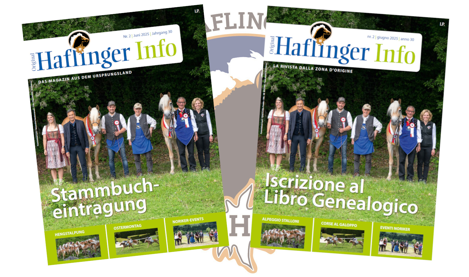 Stallions and stud-horses - Noriker • haflinger.eu