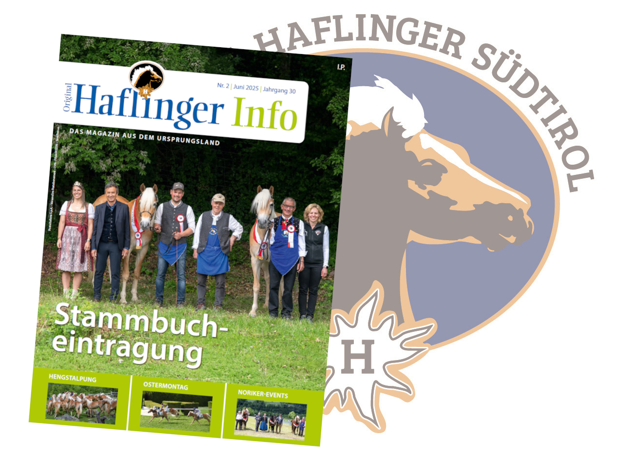 Zuchthengste und Deckhengste - Haflinger • haflinger.eu