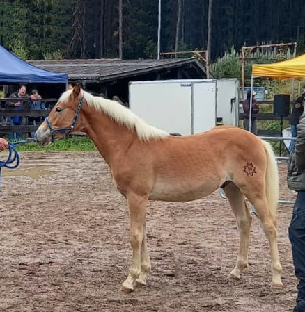 Pferdemarkt: Haflinger Verkaufspferde / Fohlen Südtirol • haflinger.eu