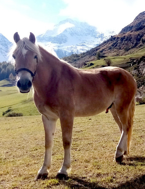 Pferdemarkt: Haflinger Verkaufspferde / Fohlen Südtirol • haflinger.eu
