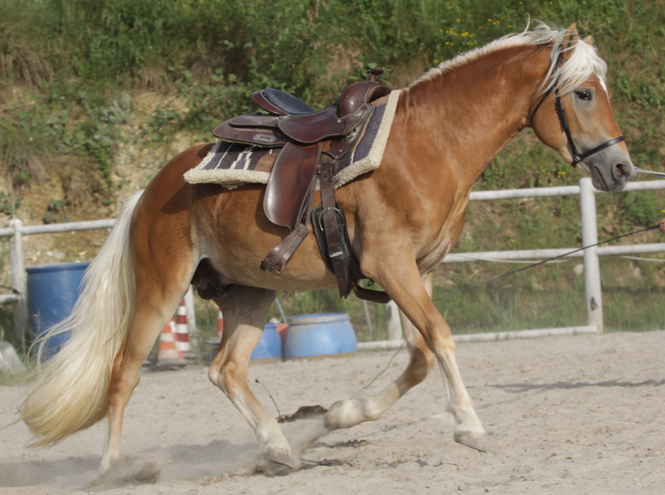 Pferdemarkt: Haflinger Verkaufspferde / Fohlen Südtirol • haflinger.eu
