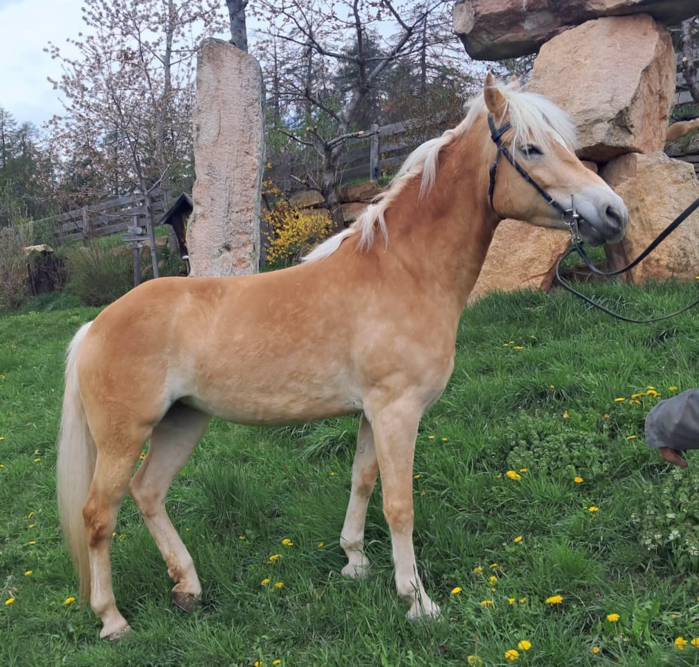 Haflinger horses to buy - horse market foals and ponies • haflinger.eu