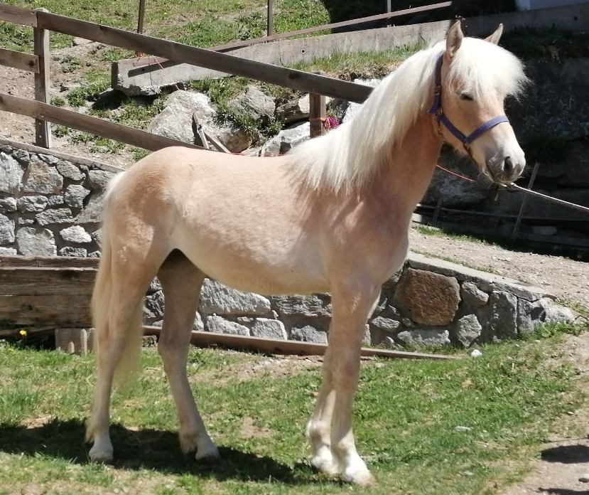 Haflinger horses to buy - horse market foals and ponies • haflinger.eu