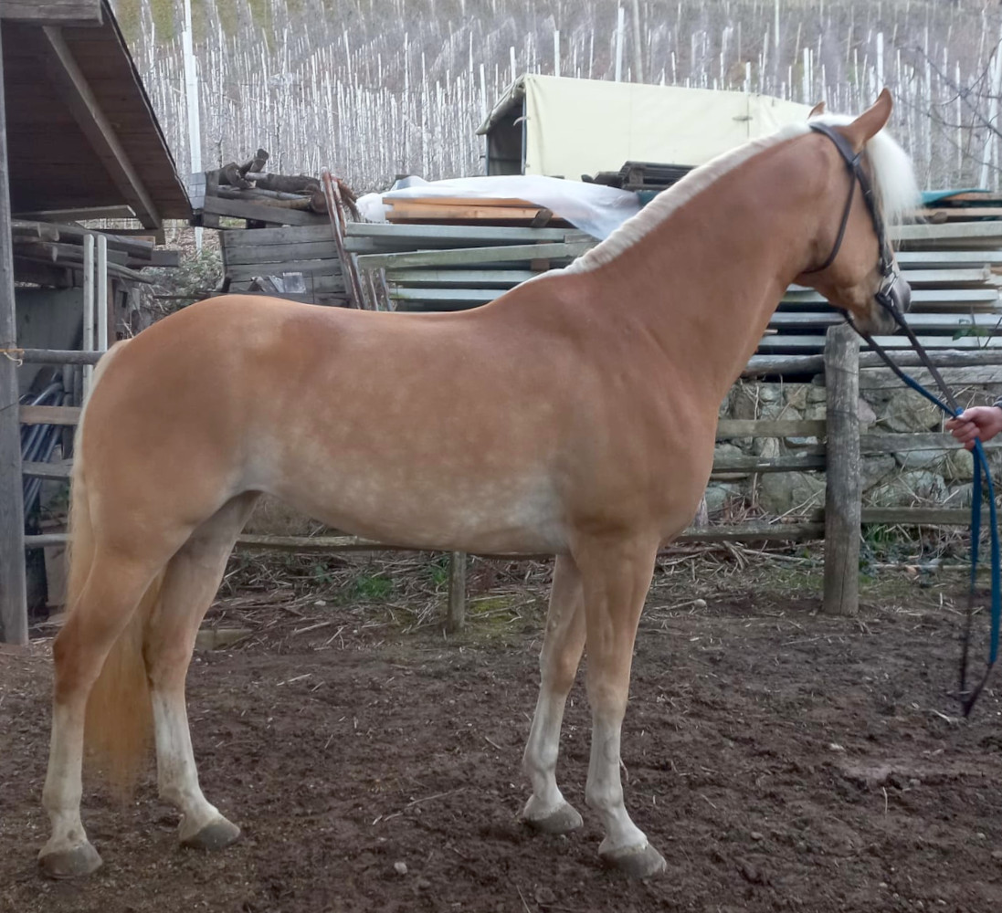 Pferdemarkt: Haflinger Verkaufspferde / Fohlen Südtirol • haflinger.eu