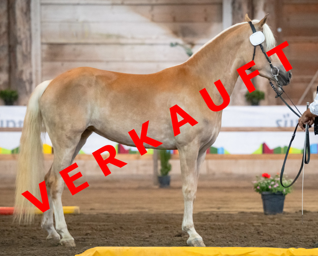 Pferdemarkt: Haflinger Verkaufspferde / Fohlen Südtirol • haflinger.eu