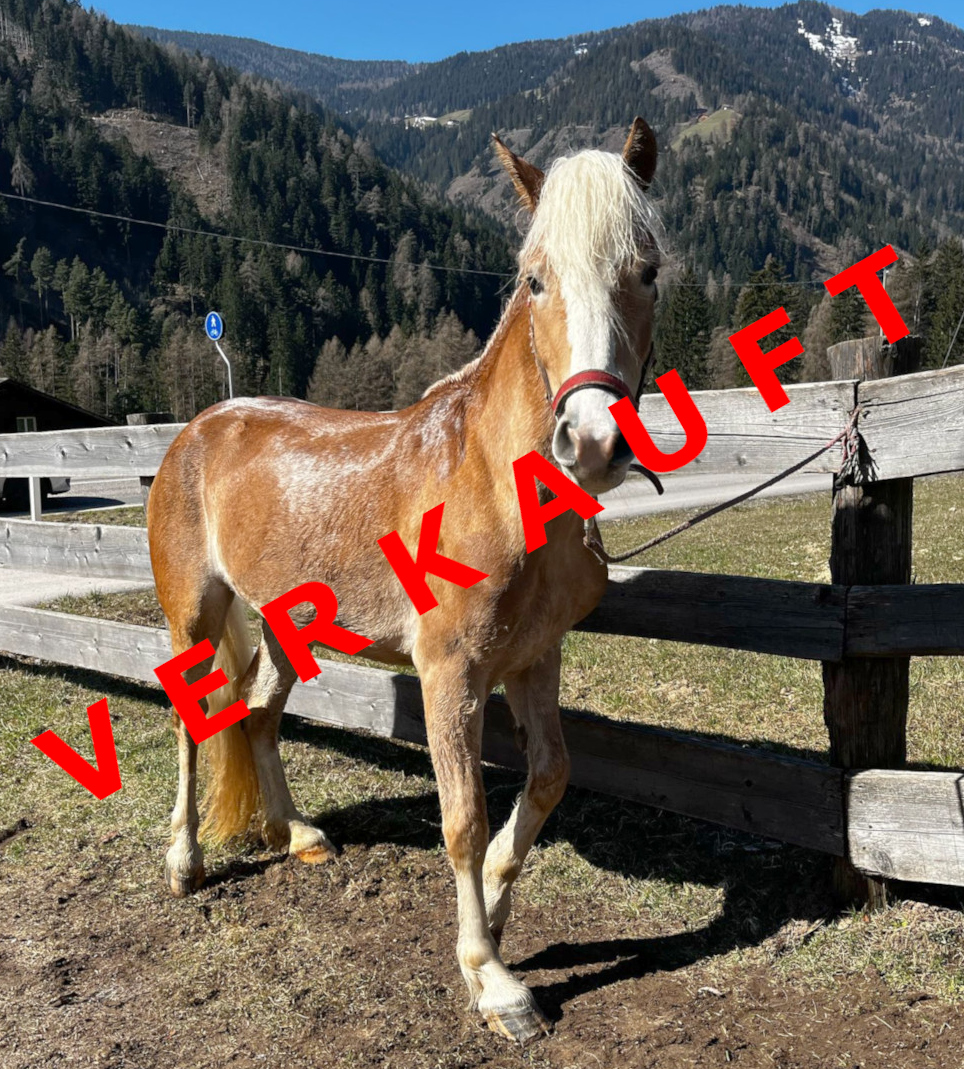 Pferdemarkt: Haflinger Verkaufspferde / Fohlen Südtirol • haflinger.eu