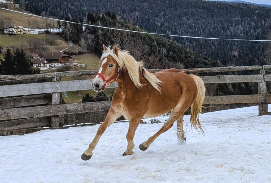 Pferdemarkt: Haflinger Verkaufspferde / Fohlen Südtirol • haflinger.eu