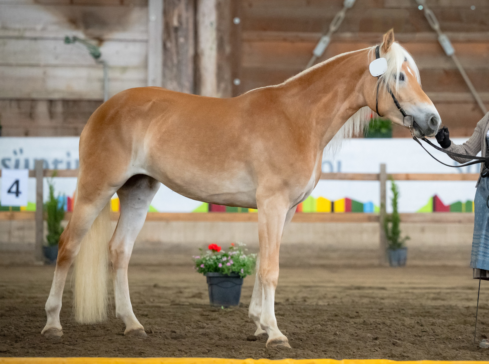 Haflinger in vendita - Mercato cavallini e pony • haflinger.eu