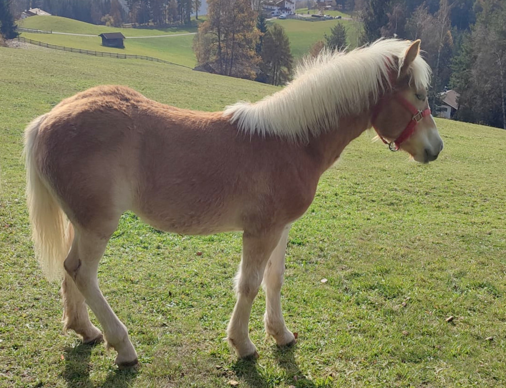 Pferdemarkt: Haflinger Verkaufspferde / Fohlen Südtirol • haflinger.eu