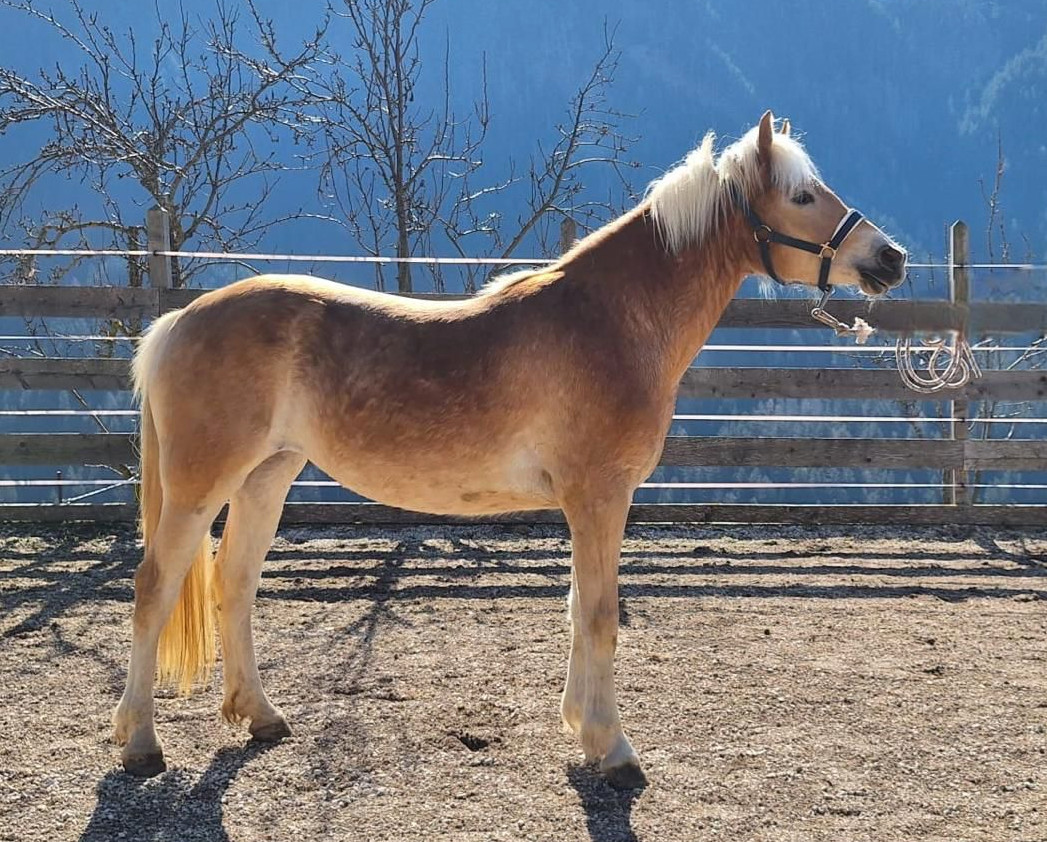 Pferdemarkt: Haflinger Verkaufspferde / Fohlen Südtirol • haflinger.eu