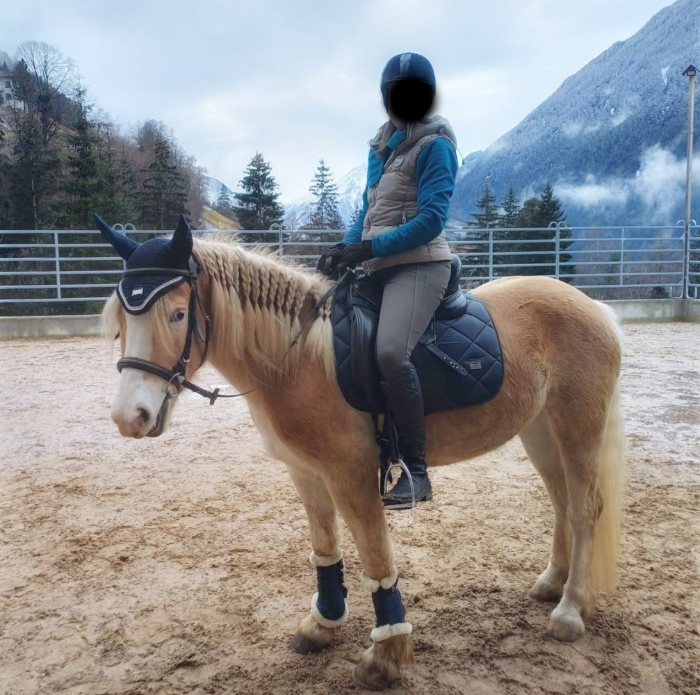 Pferdemarkt: Haflinger Verkaufspferde / Fohlen Südtirol • haflinger.eu
