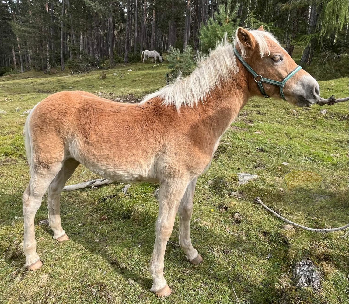 Pferdemarkt: Haflinger Verkaufspferde / Fohlen Südtirol • haflinger.eu