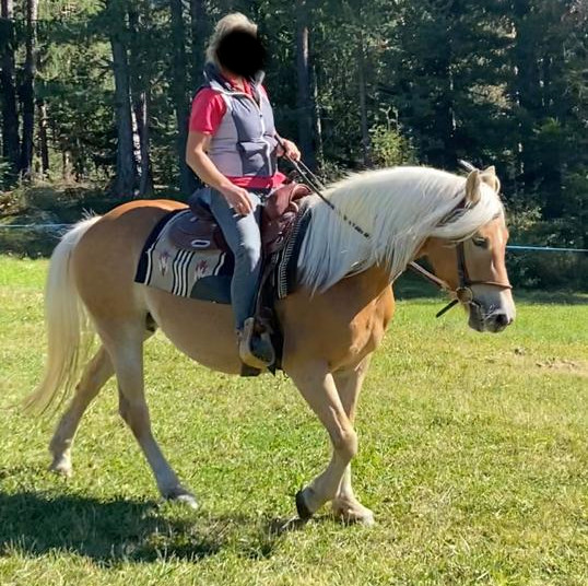 Pferdemarkt: Haflinger Verkaufspferde / Fohlen Südtirol • haflinger.eu