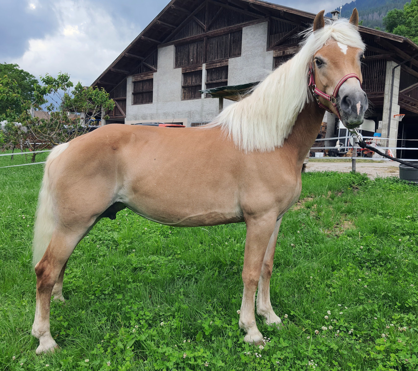 Pferdemarkt: Haflinger Verkaufspferde / Fohlen Südtirol • haflinger.eu
