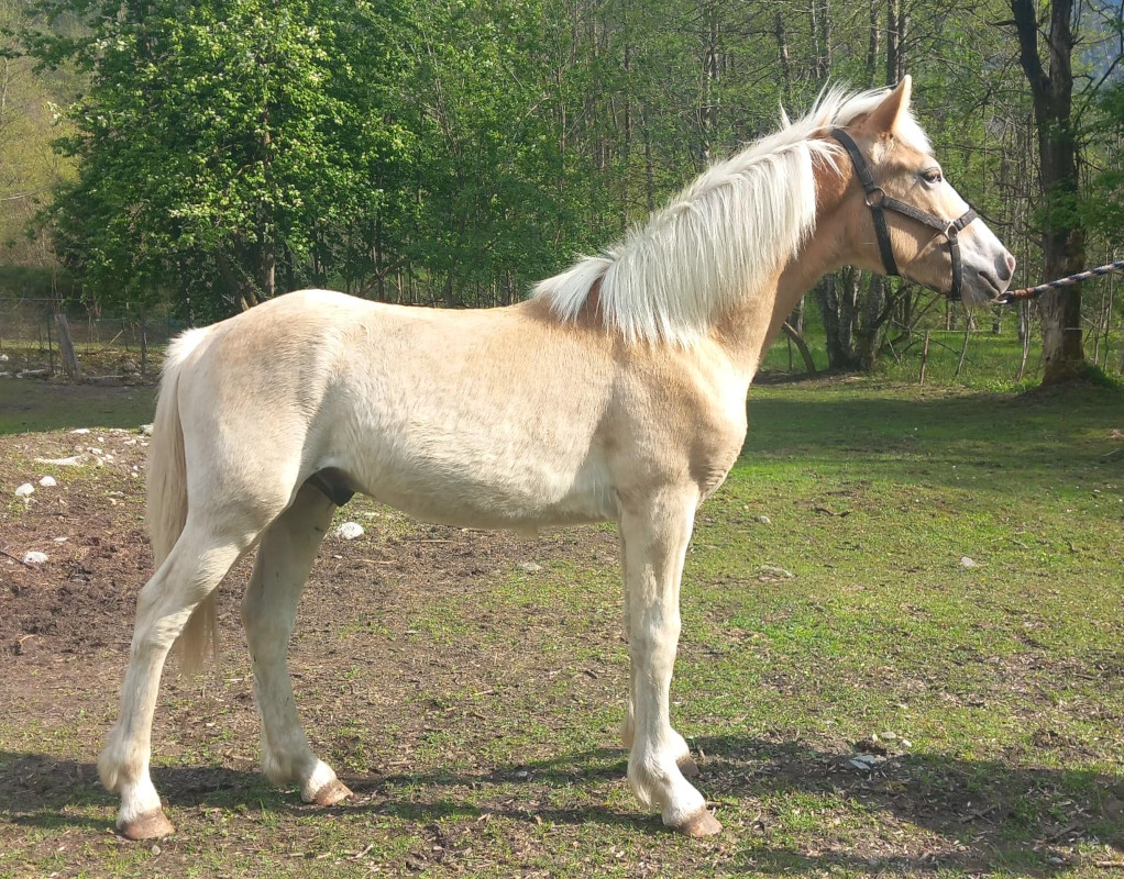 Pferdemarkt: Haflinger Verkaufspferde / Fohlen Südtirol • haflinger.eu