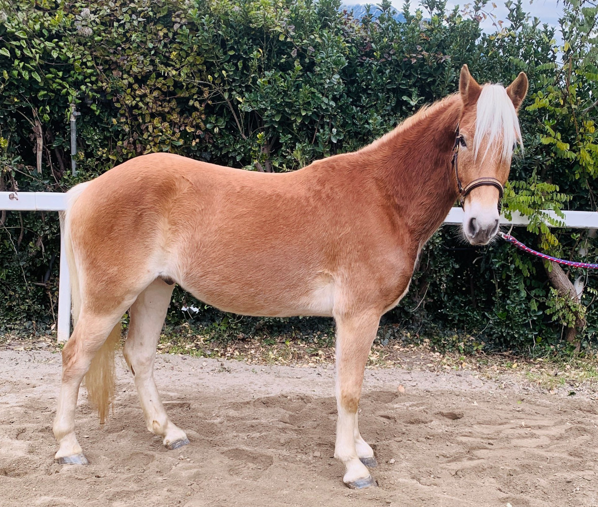 Haflinger in vendita - Mercato cavallini e pony • haflinger.eu