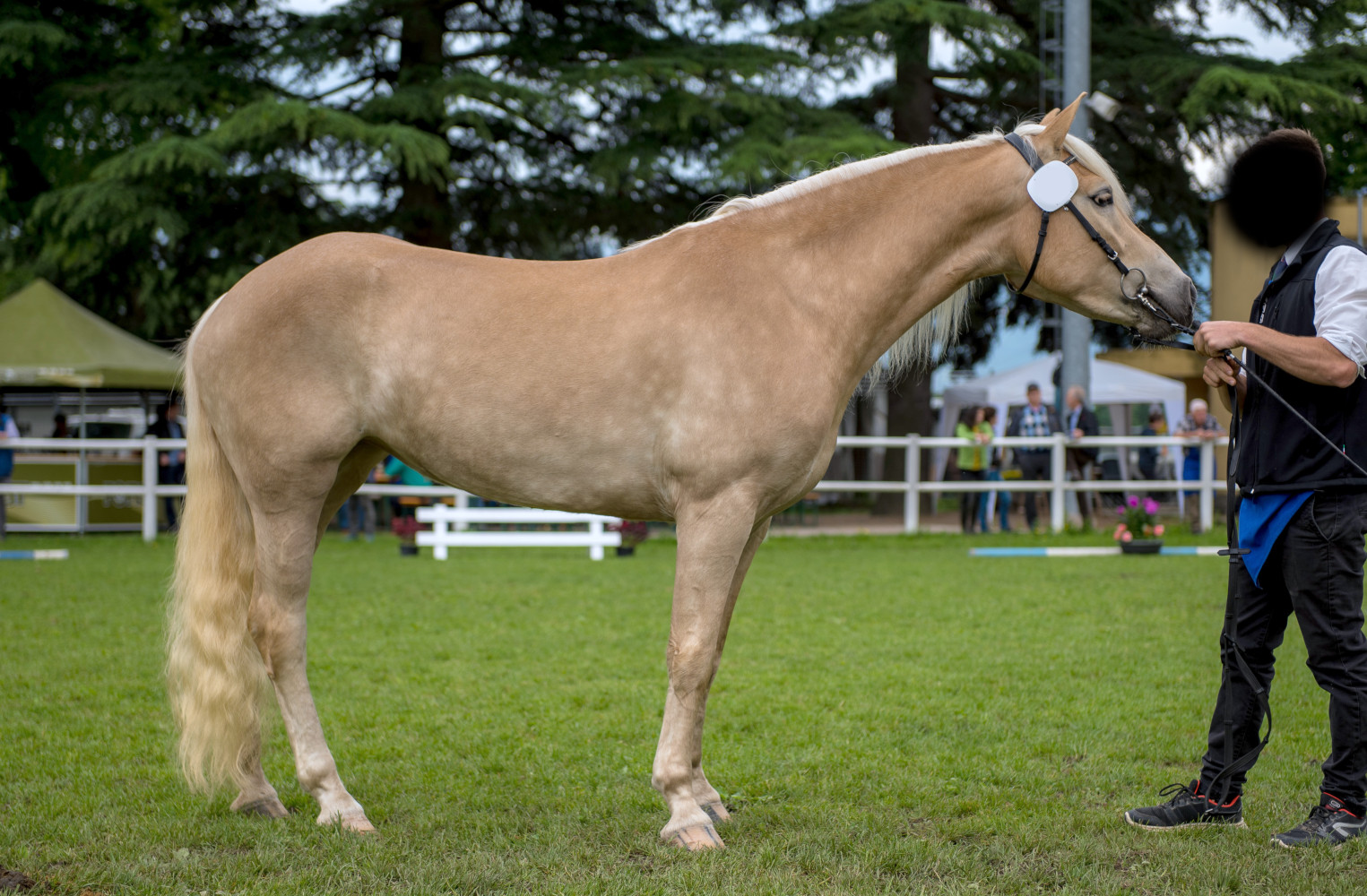 Pferdemarkt: Haflinger Verkaufspferde / Fohlen Südtirol • haflinger.eu