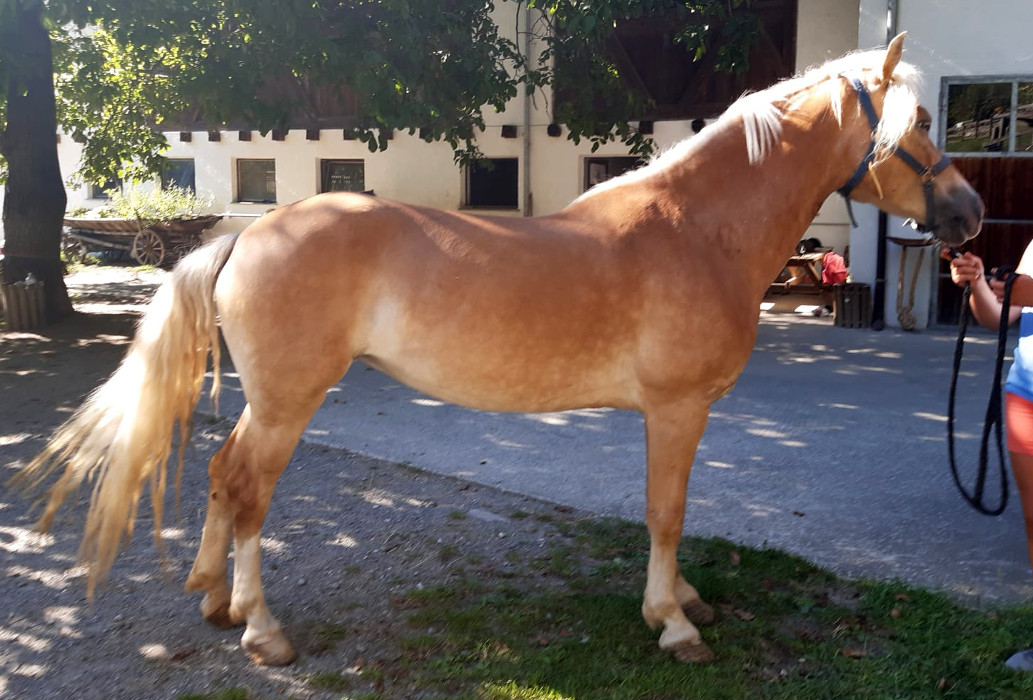 Pferdemarkt: Haflinger Verkaufspferde / Fohlen Südtirol • haflinger.eu