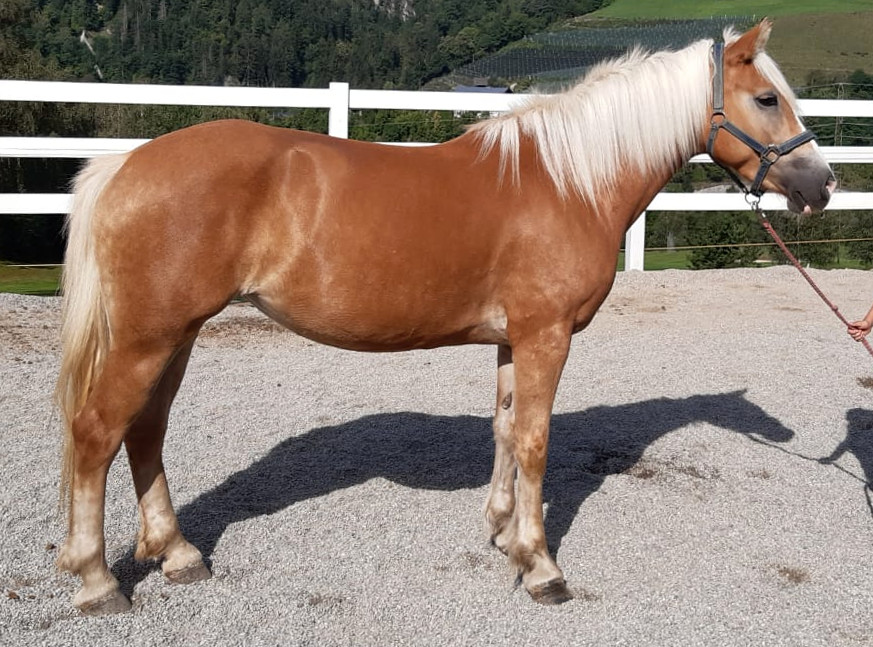 Pferdemarkt: Haflinger Verkaufspferde / Fohlen Südtirol • haflinger.eu