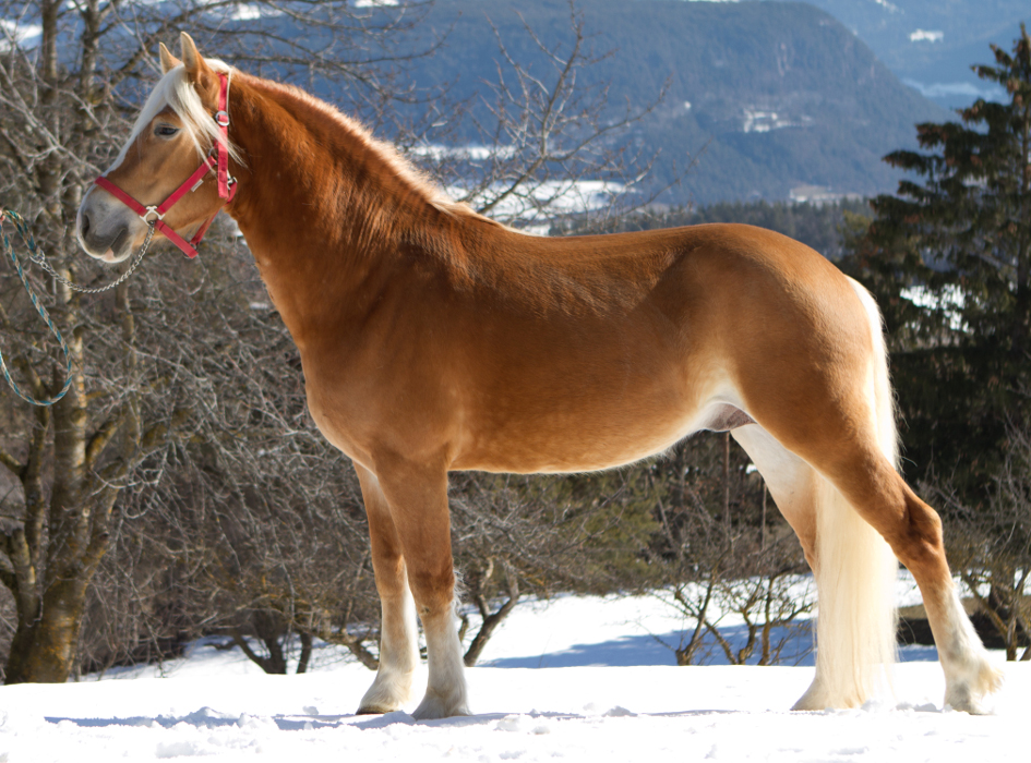 Stallions and stud-horses - Haflinger • haflinger.eu