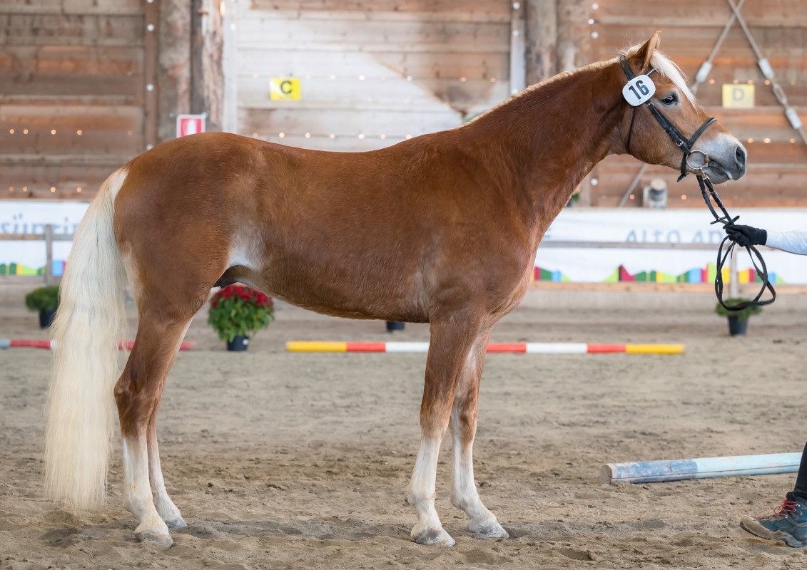 Atlantis-D BZ30468 • haflinger.eu