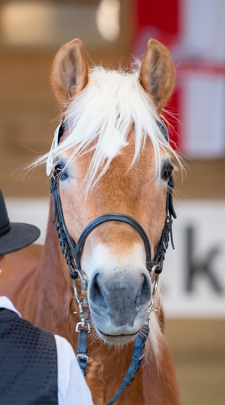 Atlantis-D BZ30468 • haflinger.eu