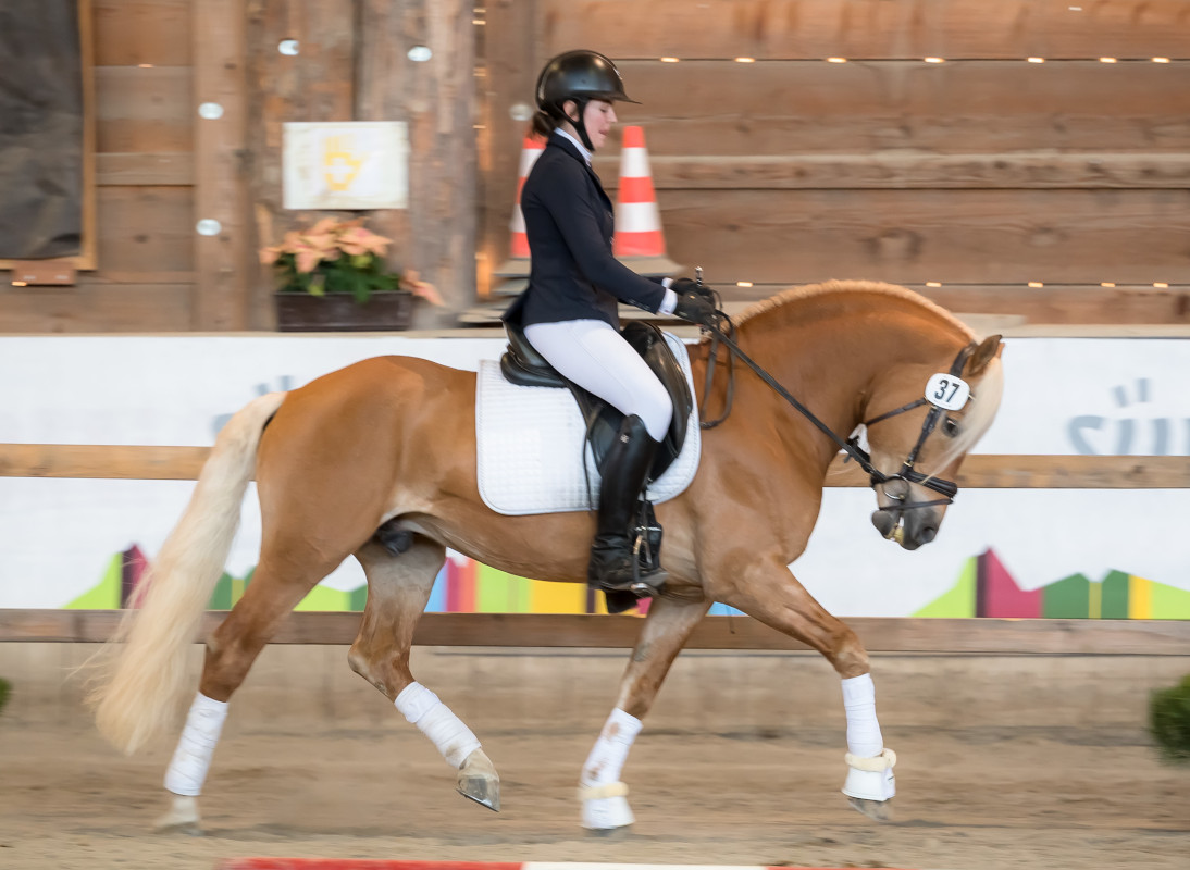 Stallions and stud-horses - Haflinger • haflinger.eu
